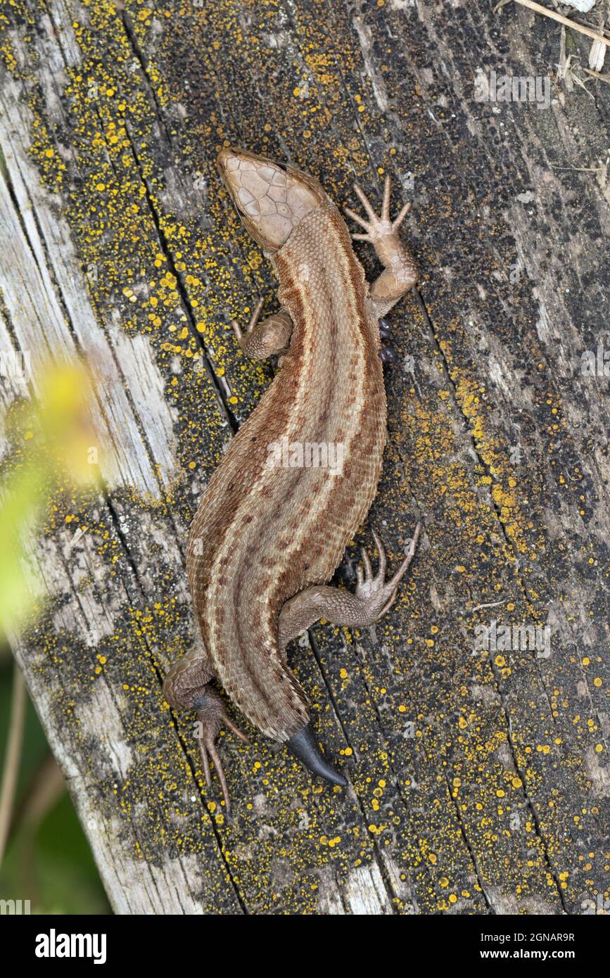 Common Lizard (Zootoca vivipara) with tail regrowing Strumpshaw Norfolk ...