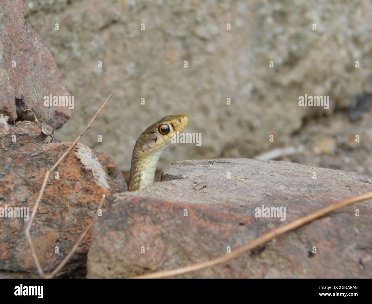 Closeup of the snake coming out from the hole Stock Photo - Alamy