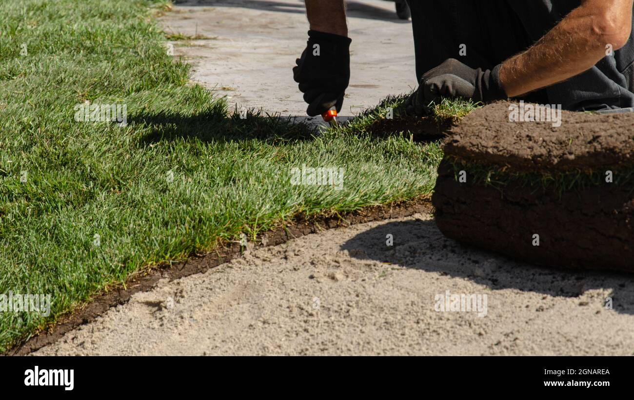 Professional stacking of fresh rolled grass. Gardener's hands in ...