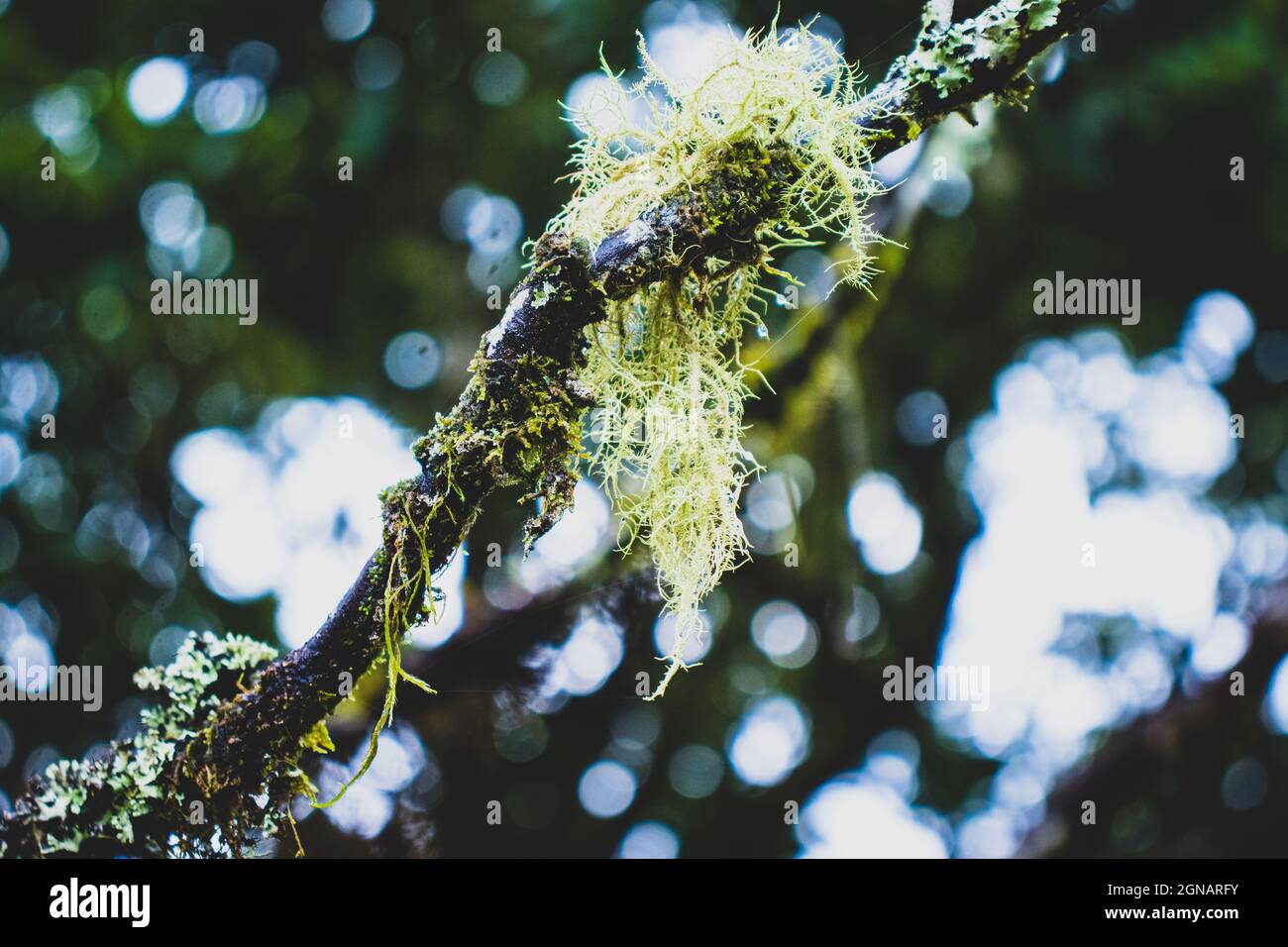 Spanish moss hang on the tree with blur background Stock Photo - Alamy