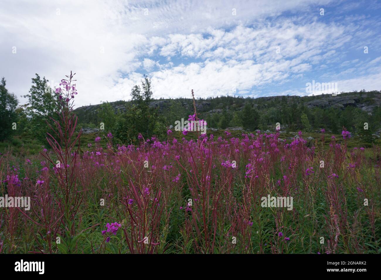Beautiful view of pink flowers of fireweed in the field under a cloudy ...