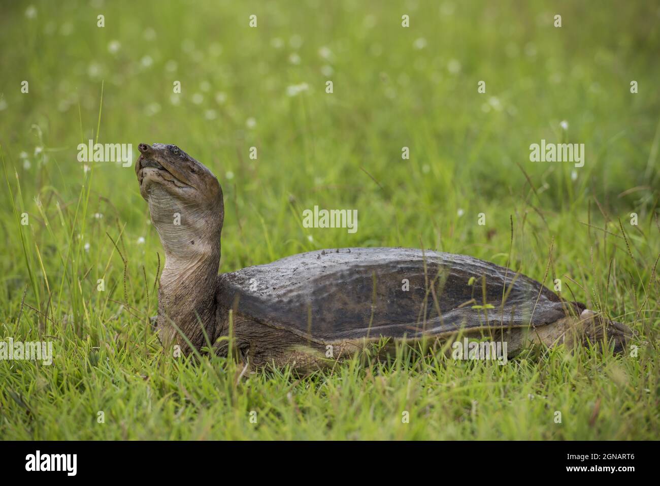 Beautiful turtle on the lawn in sunlight Stock Photo - Alamy