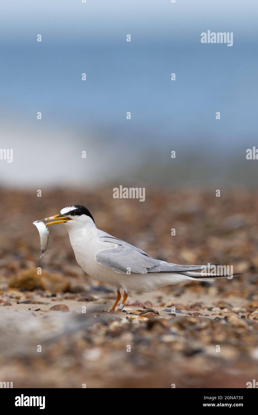 Little fish 2021 hi-res stock photography and images - Alamy