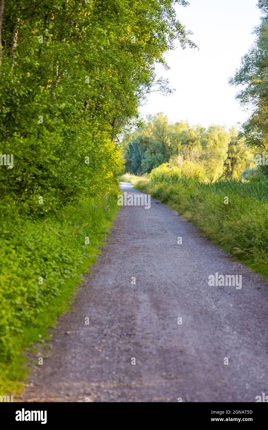 Beautiful nature reserve, Lake Constance, Germany Stock Photo - Alamy