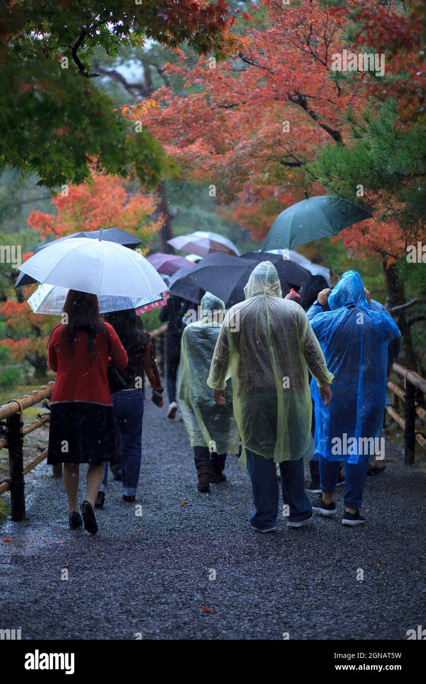 group of people walking in season change park against raining kyoto ...