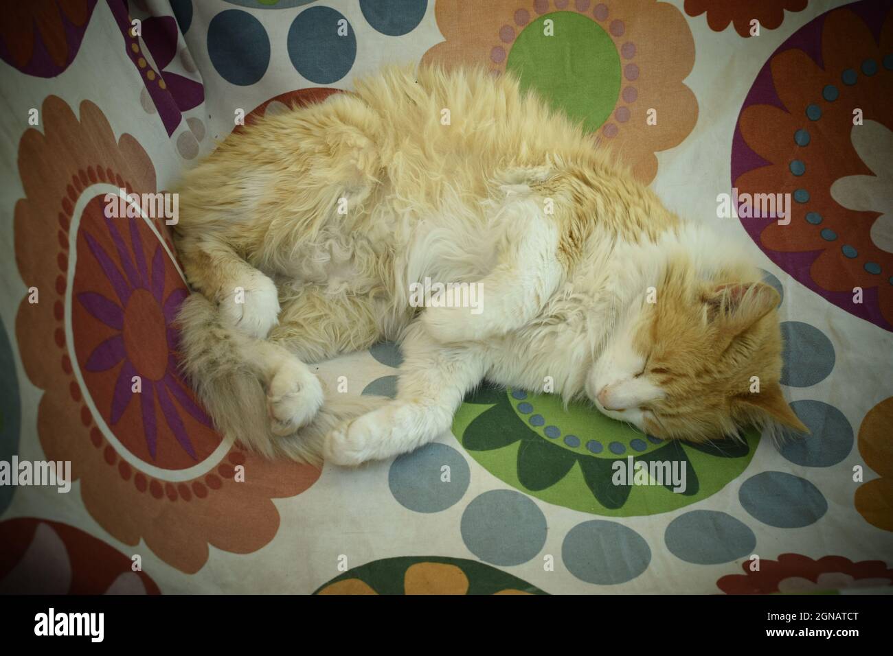 Hemingway cat snow white hi-res stock photography and images - Alamy