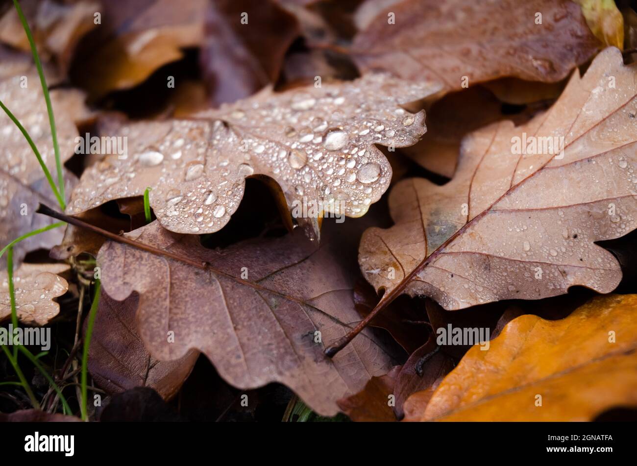 Brown oak tree leaves with water droplets on the forest ground during ...