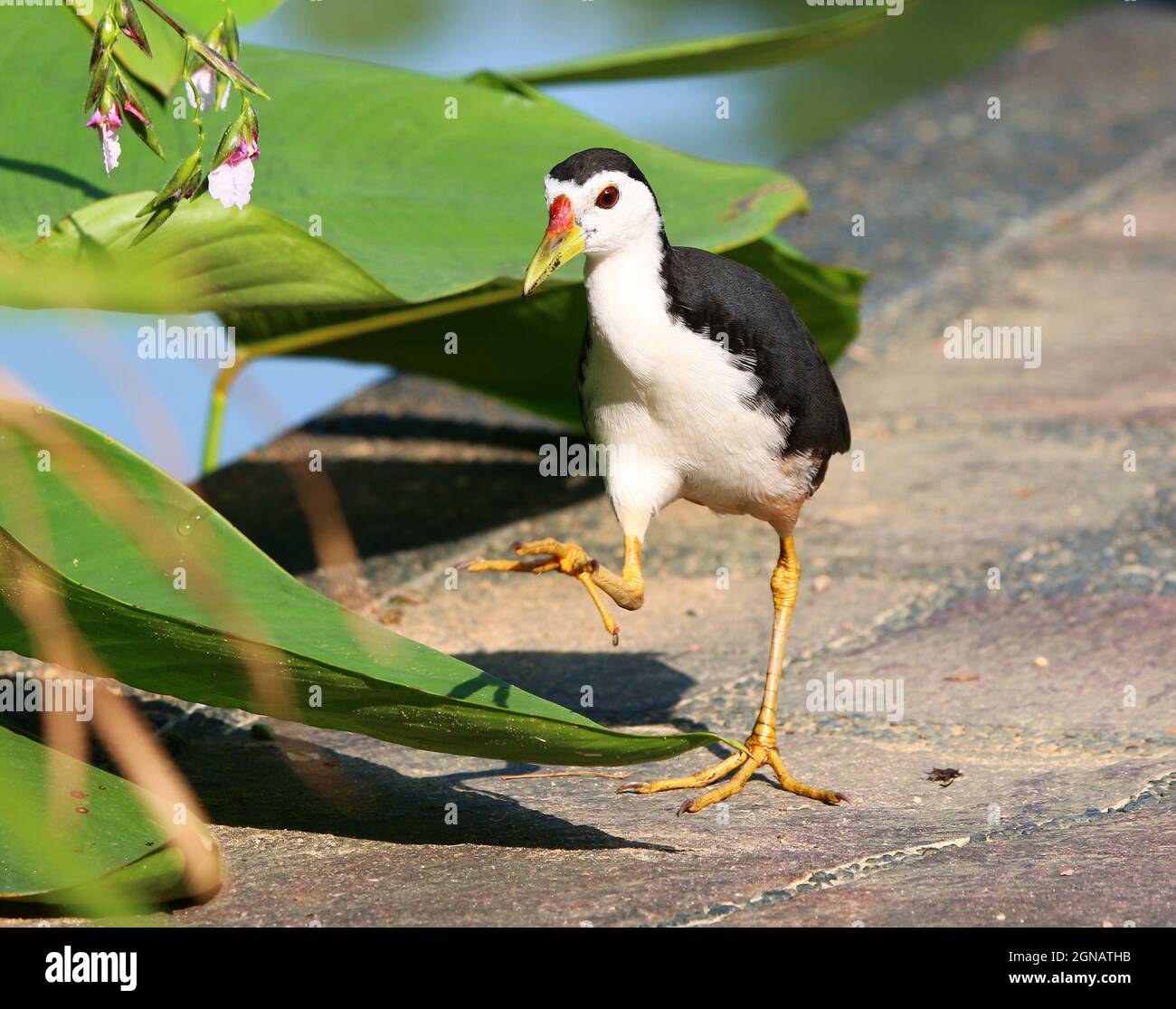 Closeup shot of a walking amaurornis phoenicurus bird Stock Photo - Alamy