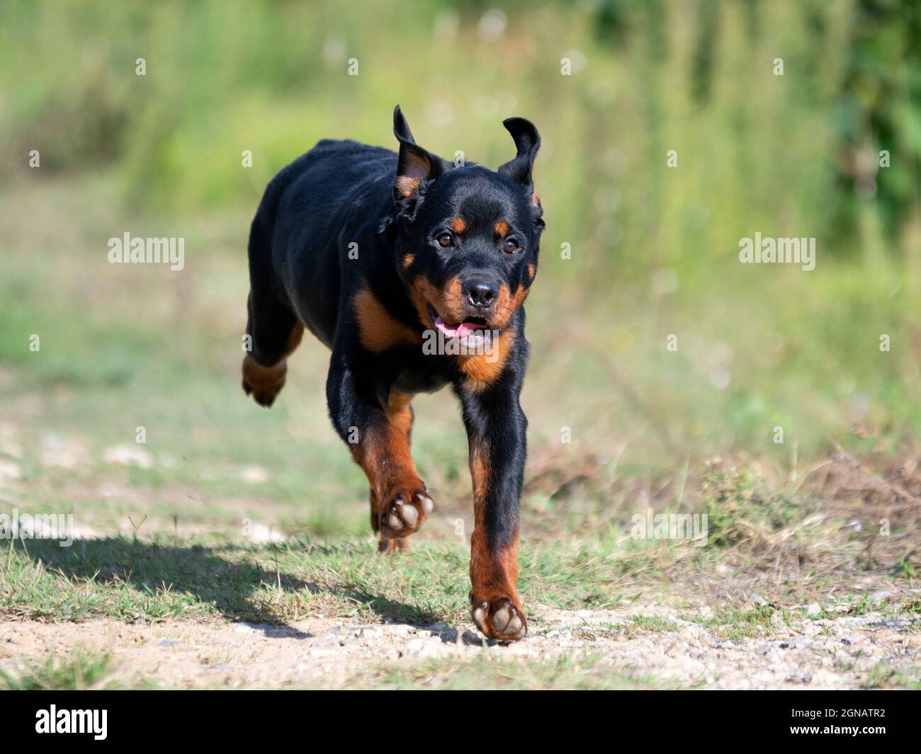 puppy rottweiler running in the nature in summer Stock Photo - Alamy