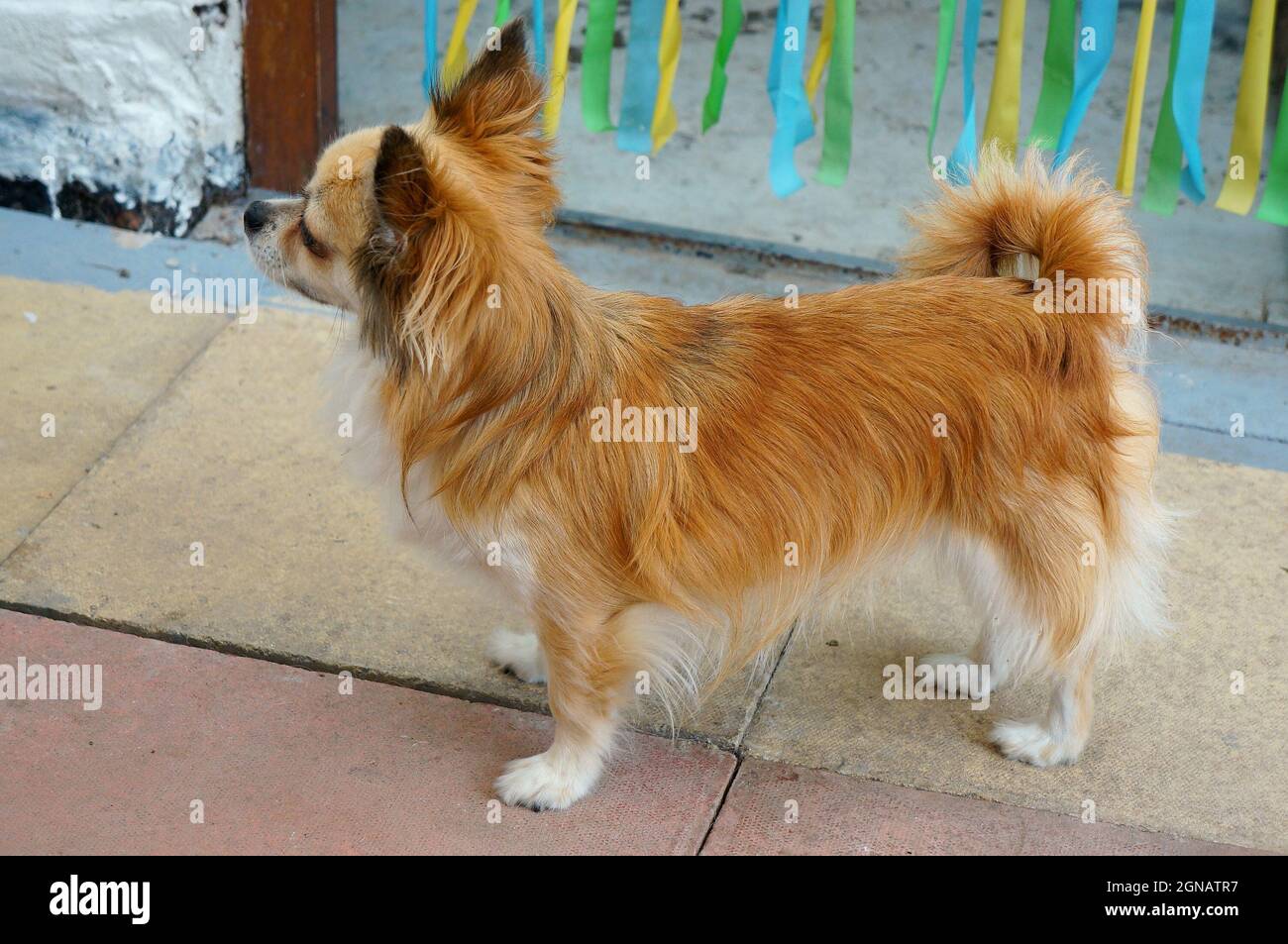 Purebred chiwawa hi-res stock photography and images - Alamy
