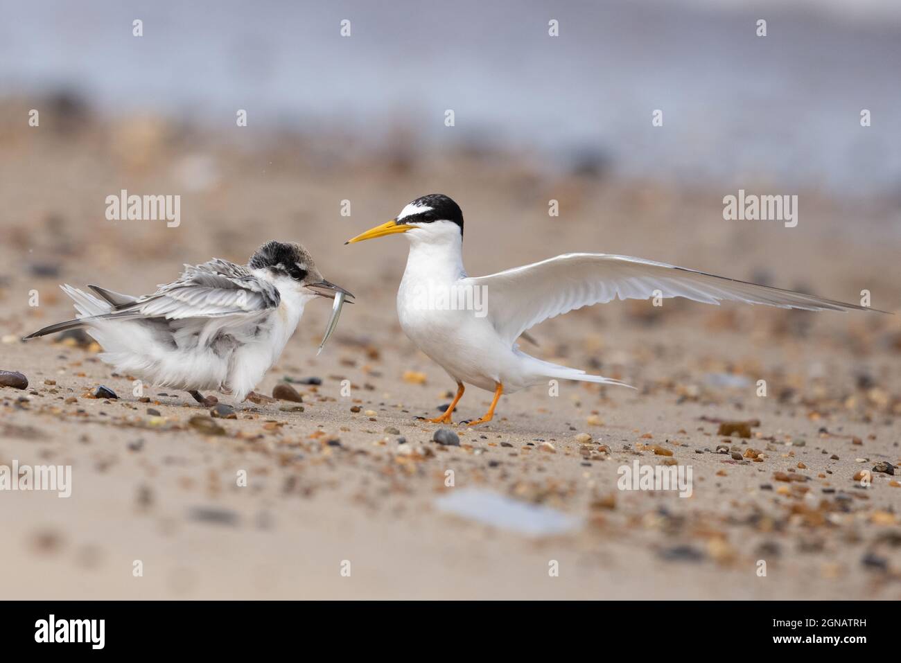 Little Tern (Sterna albifrons) Winterton Norfolk GB UK August 2021 ...