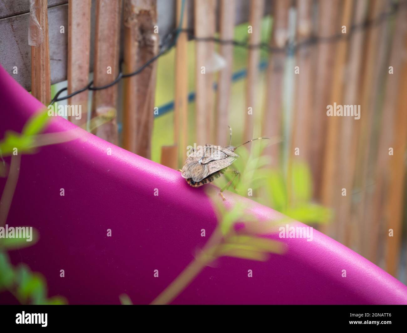 Proboscis green stink bug hi-res stock photography and images - Alamy
