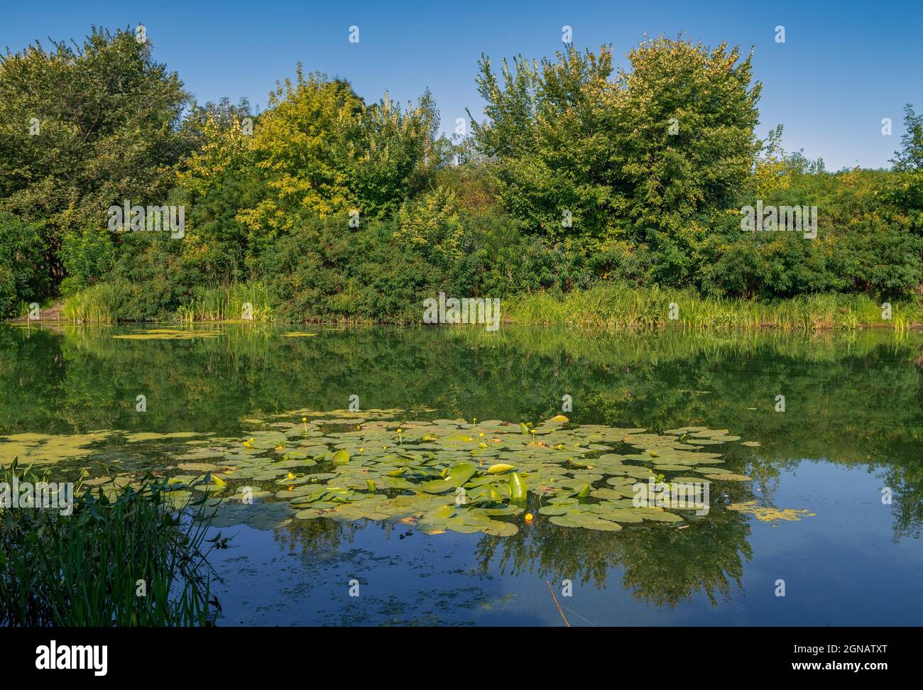 A small river with calm waters and flowering water lilies along the ...
