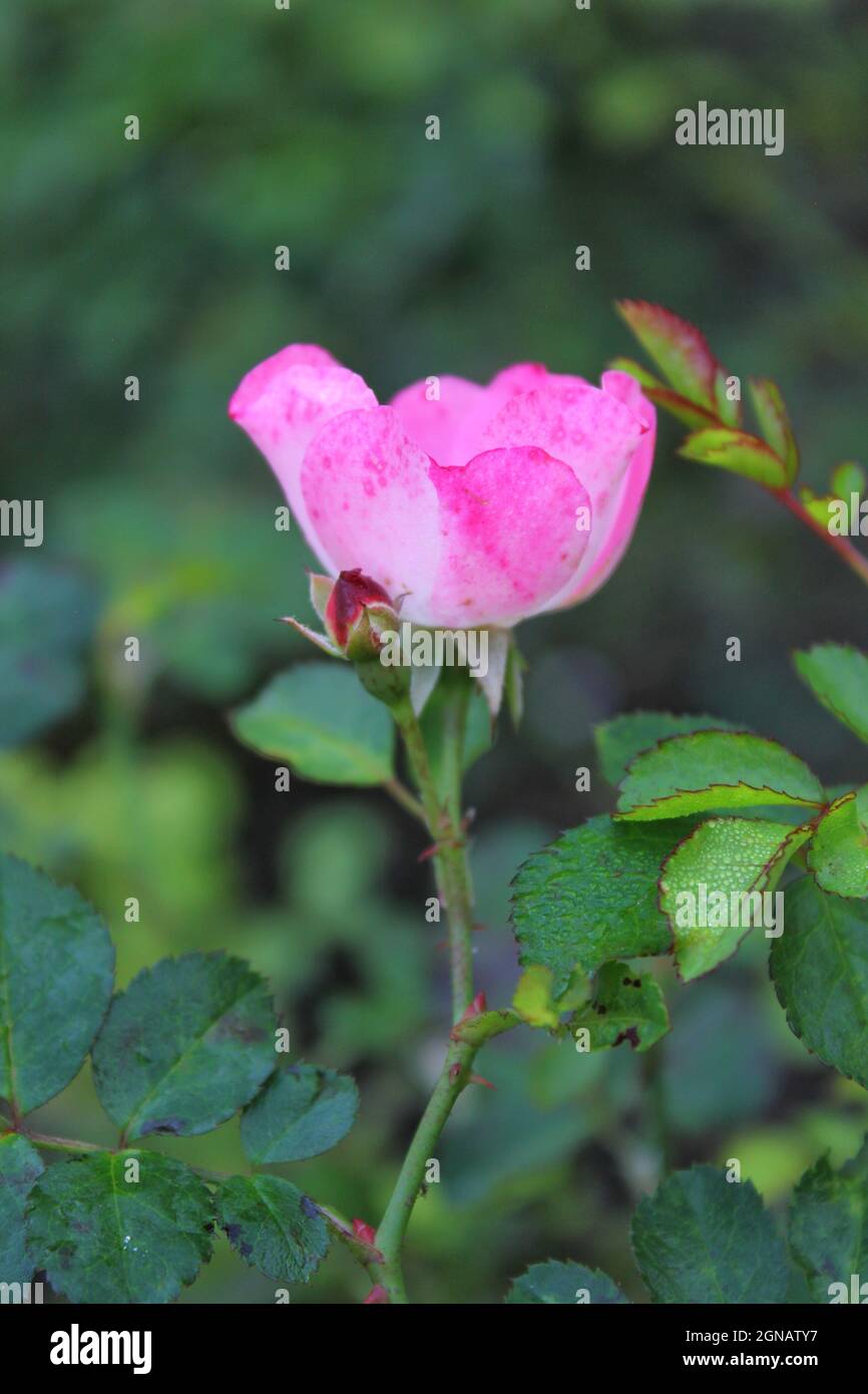 Bright pink rose flower growing in the sunny summer meadow Stock Photo ...