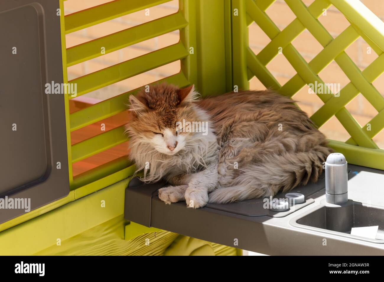 Hemingway cat snow white hi-res stock photography and images - Alamy