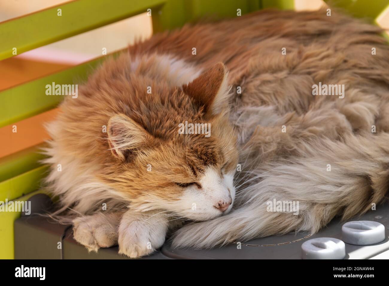 Hemingway cat snow white hi-res stock photography and images - Alamy