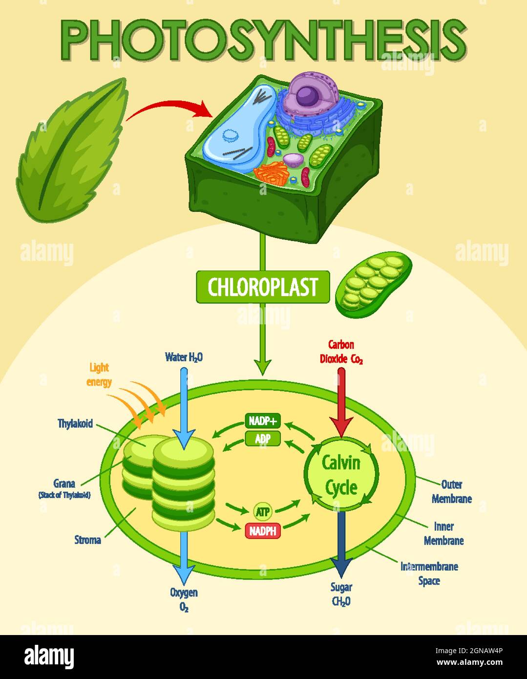Clipart Photosynthesis Light
