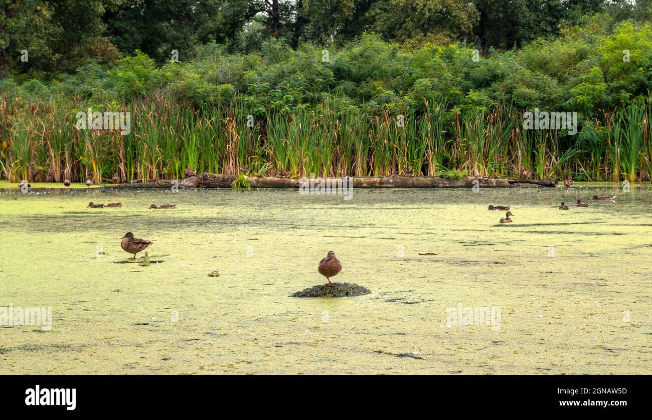 Old overgrown pond hi-res stock photography and images - Alamy