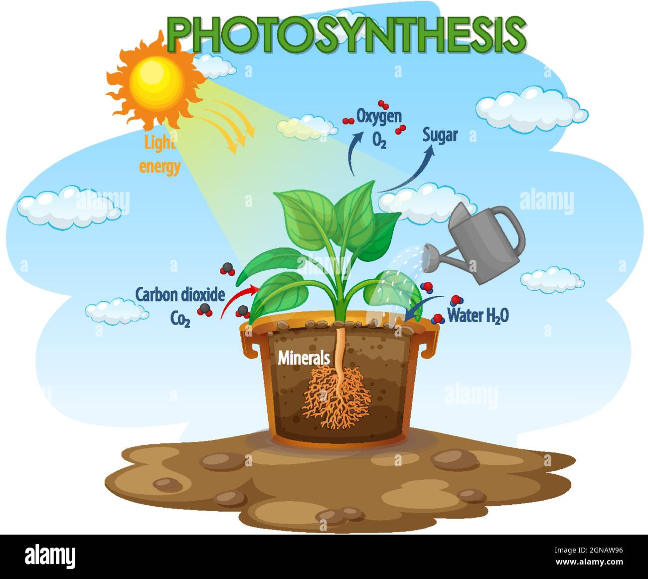 Diagram showing process of photosynthesis in plant illustration Stock ... Diagram showing process of photosynthesis in plant illustration Stock ...