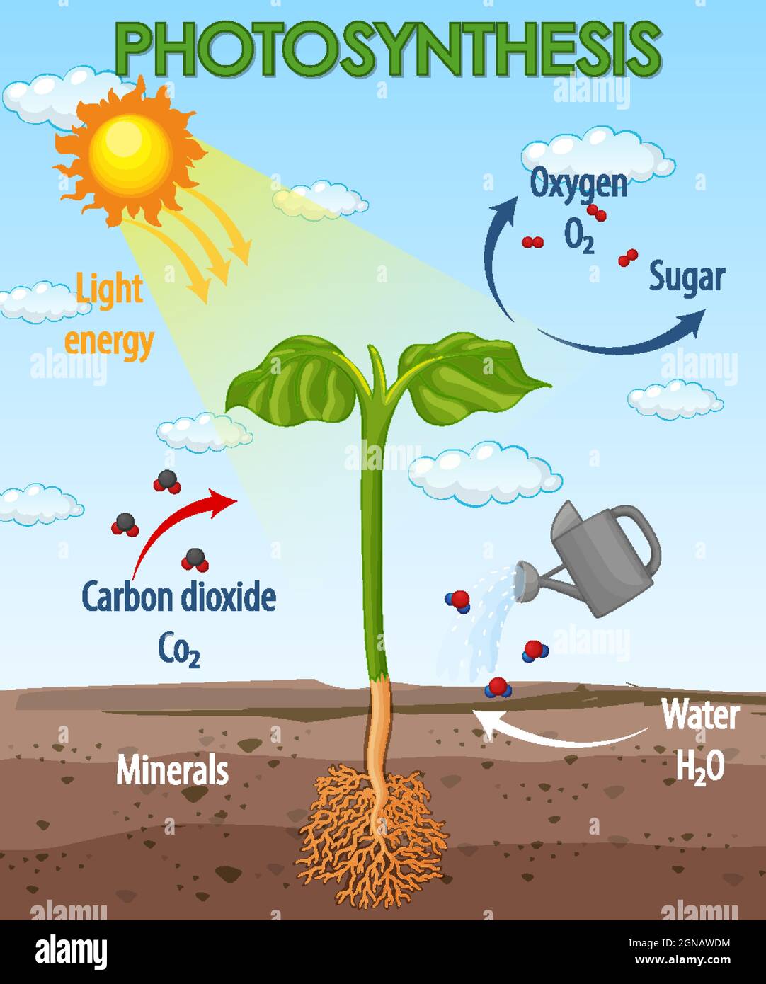 Clipart Photosynthesis Light