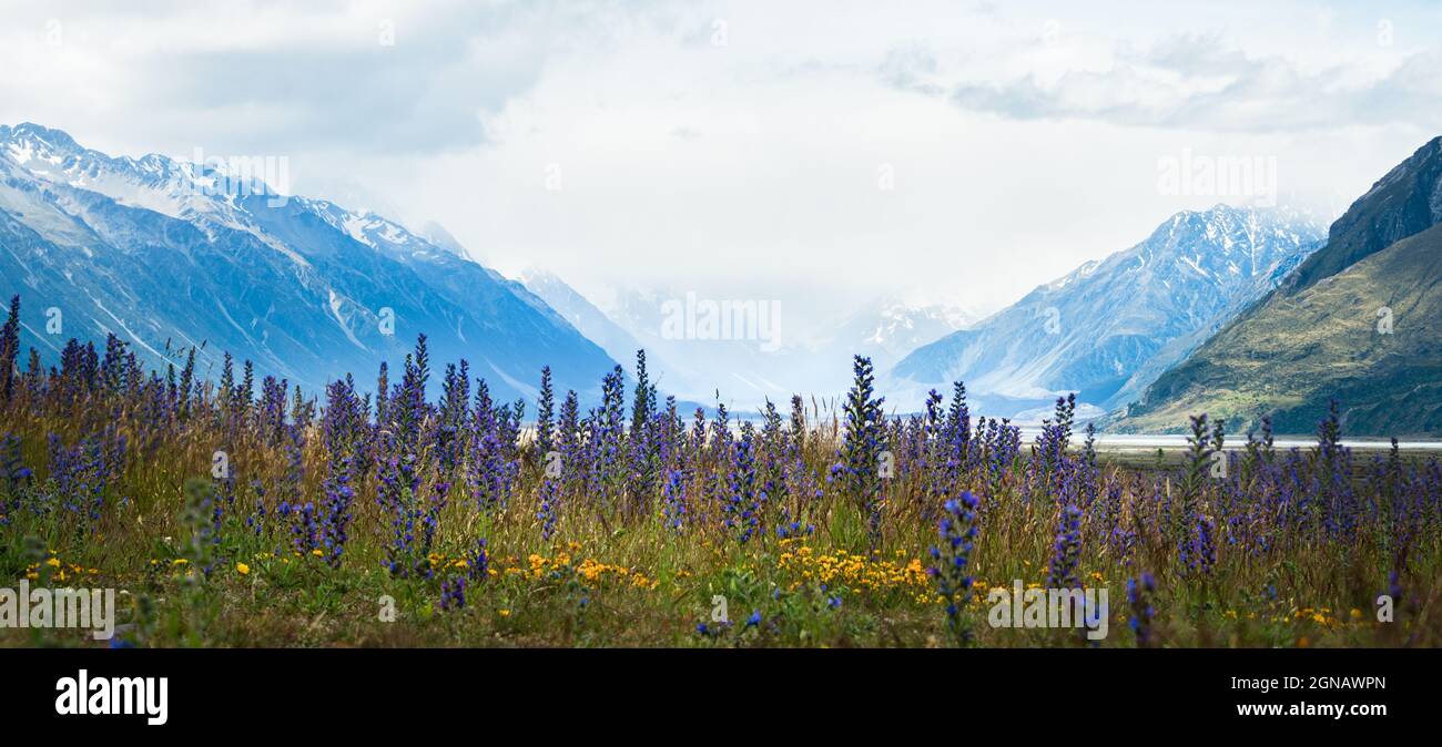 Panorama view of Hooker Valley with purple and yellow wild flowers ...