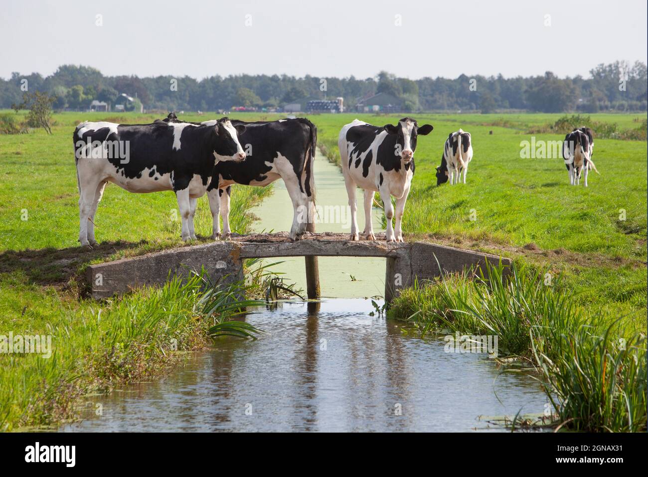 Dutch milk cows on a bridge in meadow in Krimpenerwaard Stock Photo - Alamy