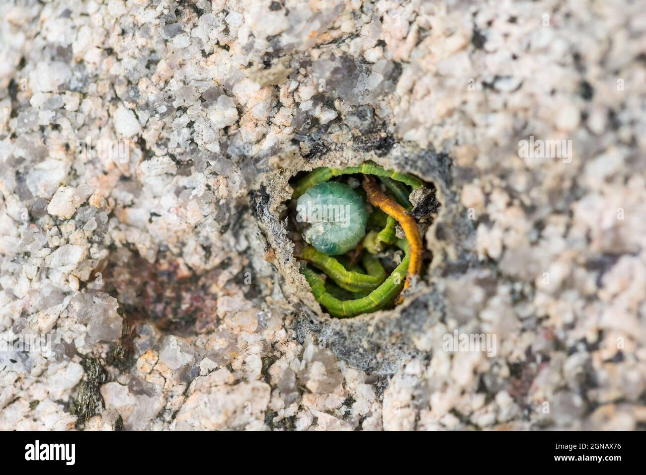 Clay-nest of the potter wasp (Eumenes coronatus Stock Photo - Alamy