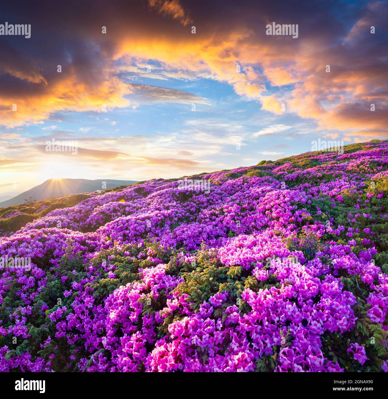 Sunrise Flower Field Free Sunrise Flower Field Image | Download At