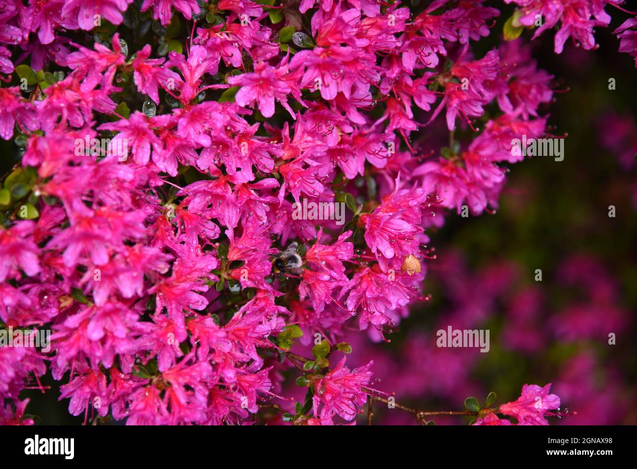 Purple azalea flower hi-res stock photography and images - Alamy