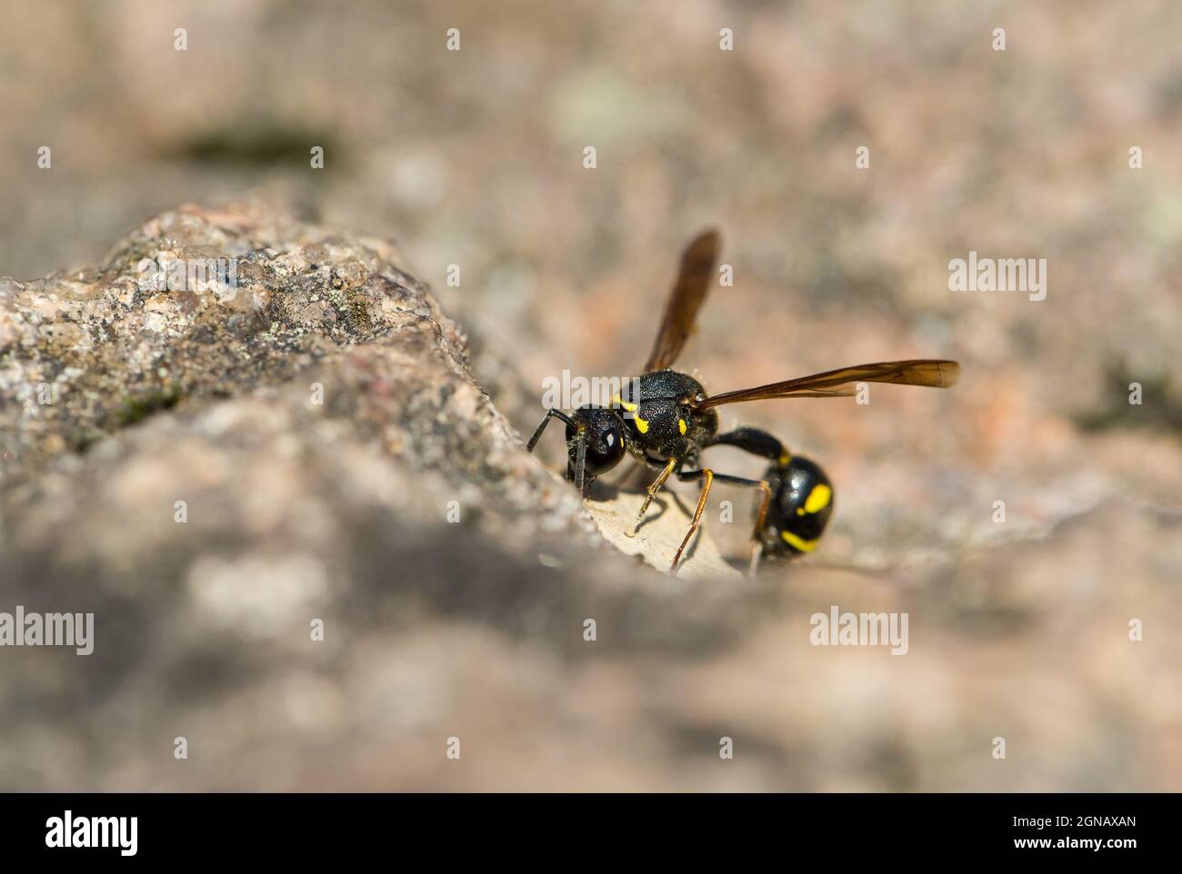 Potter wasp (Eumenes pedunculatus) building its nest Stock Photo - Alamy