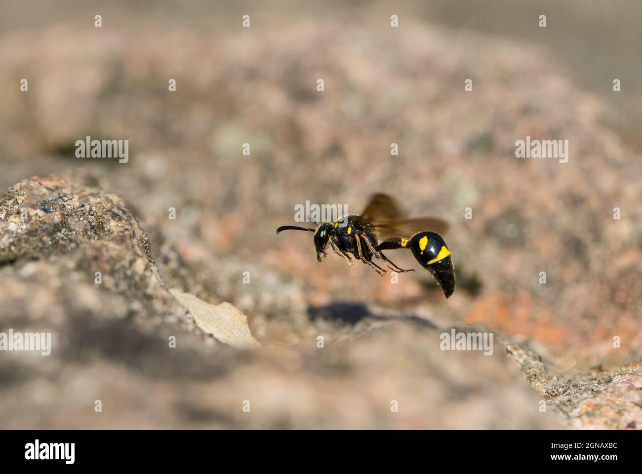 Potter wasp (Eumenes pedunculatus) building its nest Stock Photo - Alamy