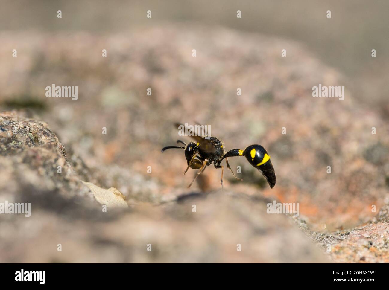 Potter wasp (Eumenes pedunculatus) building its nest Stock Photo - Alamy