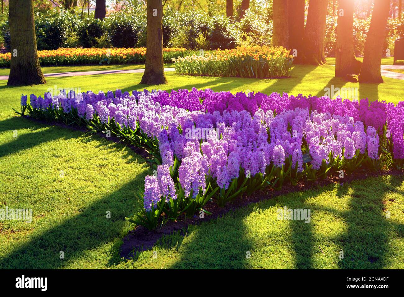 Colorful spring sunset in Keukenhof gardens. Blooming hyacinth flowers ...