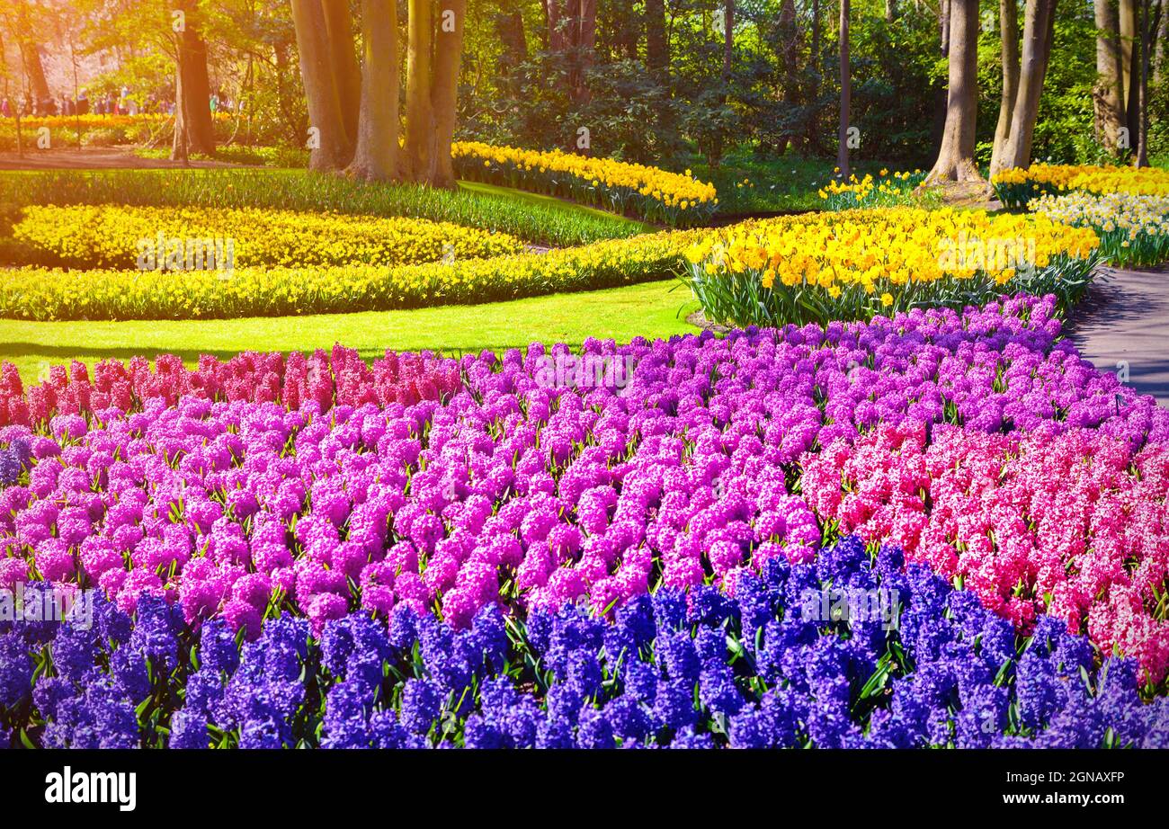 Colorful spring sunset in Keukenhof gardens. Blooming hyacinth flowers ...