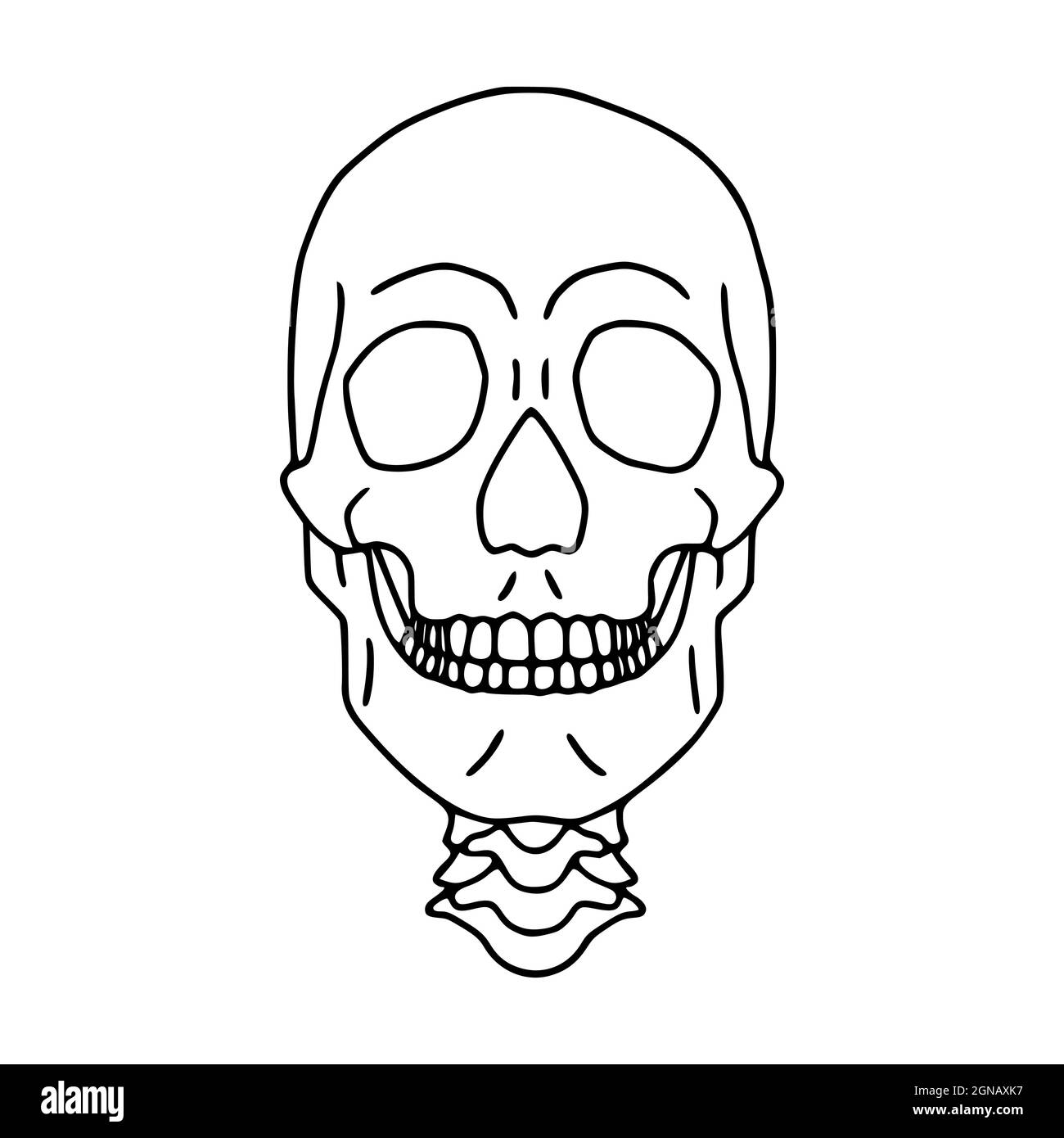 Human skull outline icon, front view Stock Vector Image & Art - Alamy