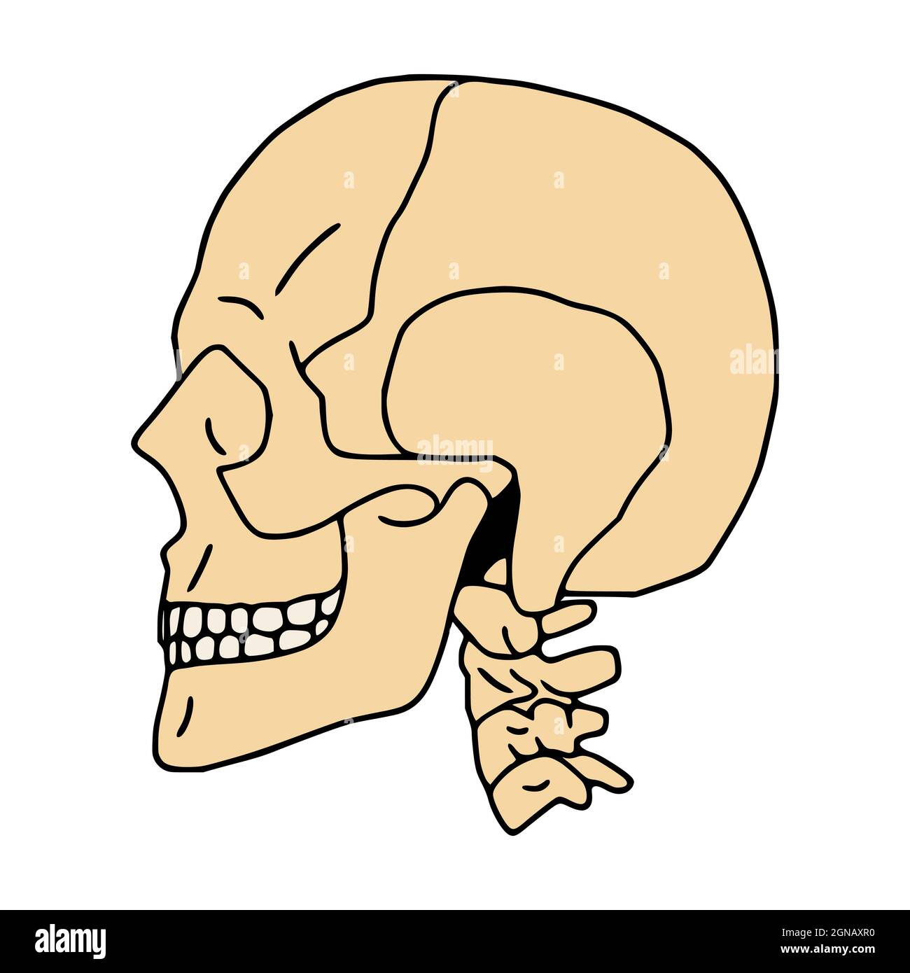 Skull side view icon vector vectors Cut Out Stock Images & Pictures - Alamy