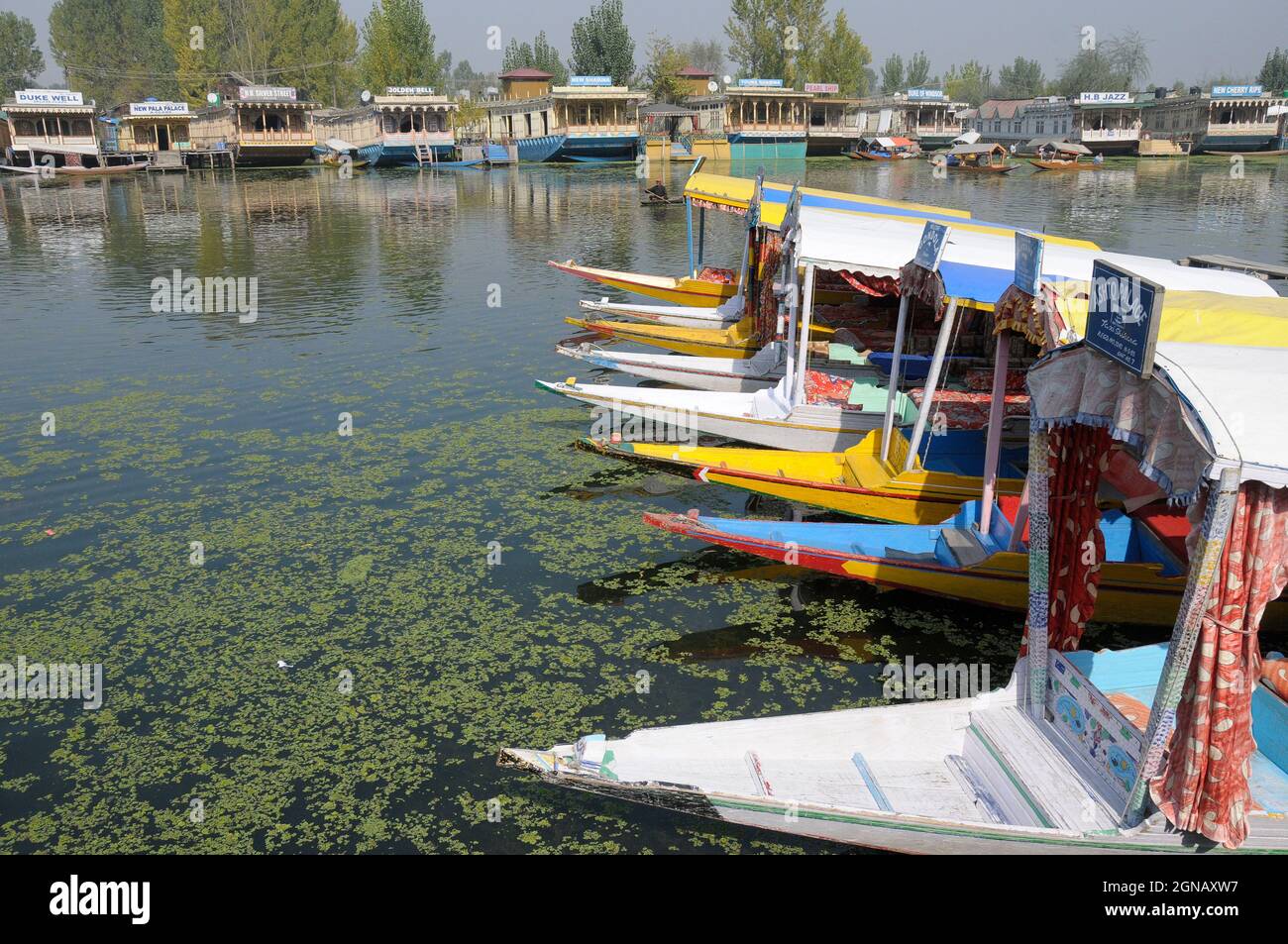 Dal is a lake in Srinagar, an urban lake in Srinagar, the summer ...