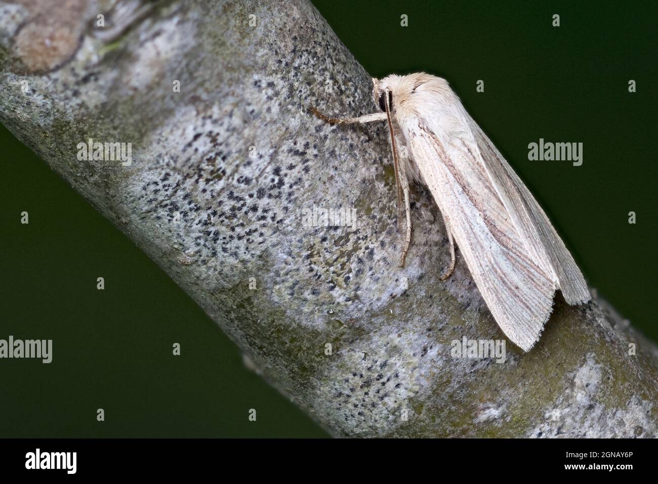 Smoky wainscot hi-res stock photography and images - Alamy