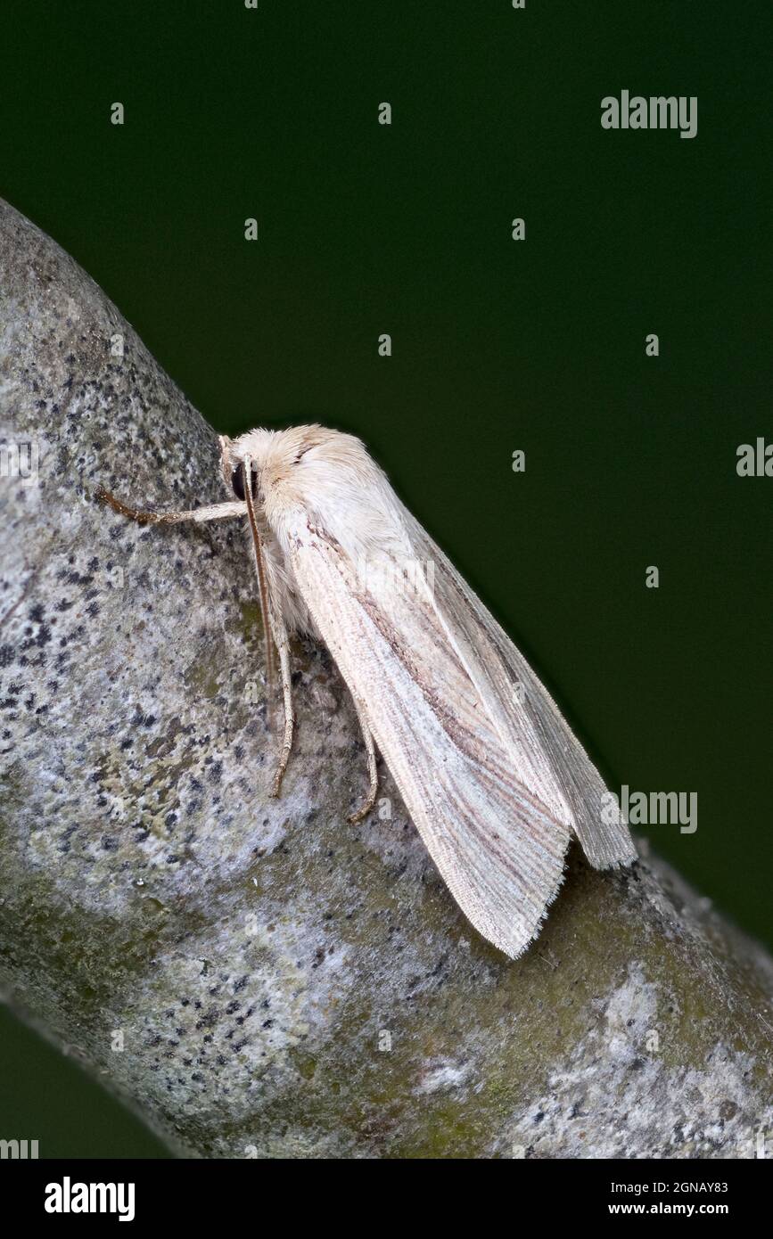 Wainscot uk hi-res stock photography and images - Alamy