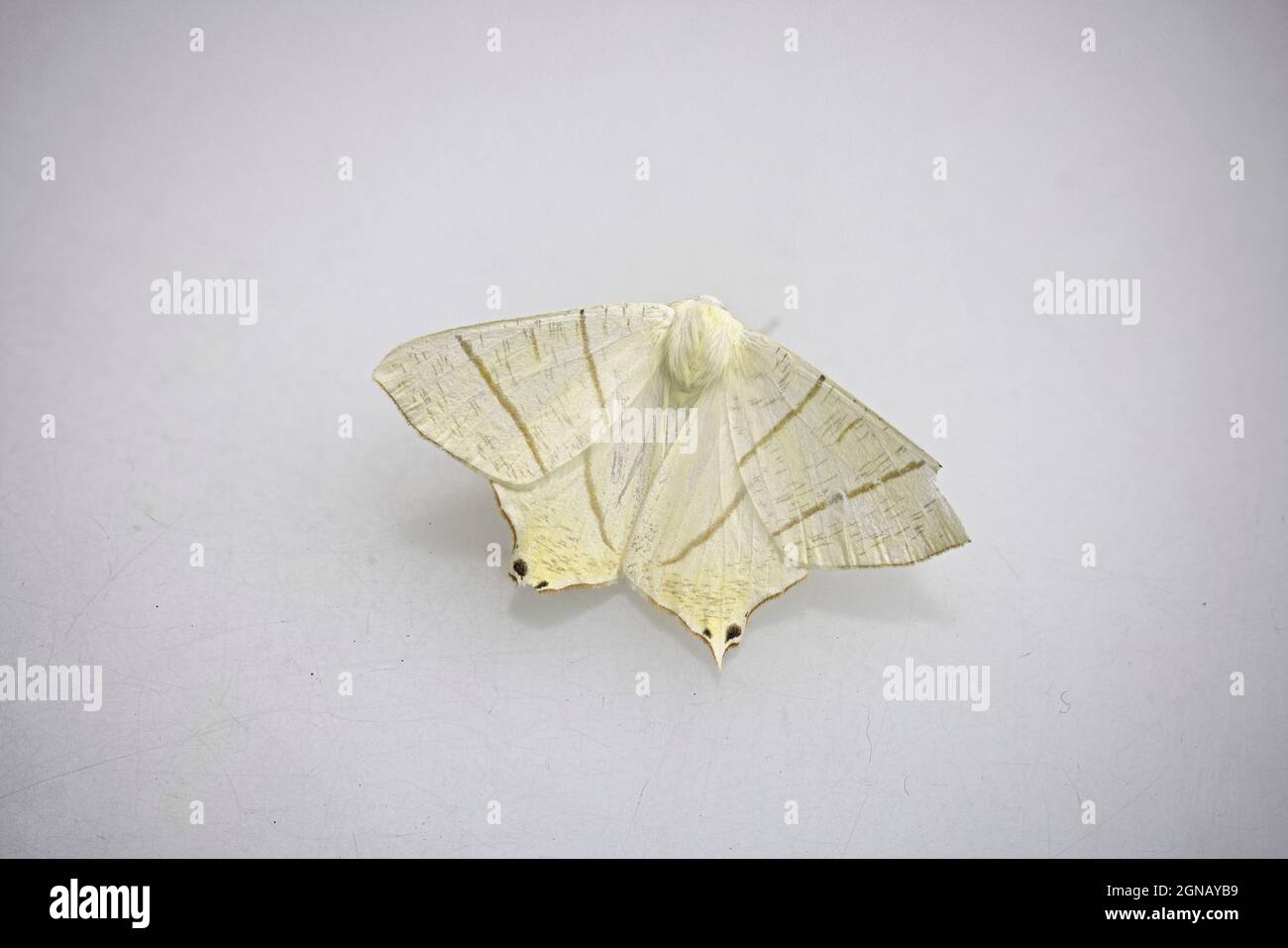 Swallow-tailed Moth (Ourapteryx sambucaria) Norwich GB UK July 2021 ...