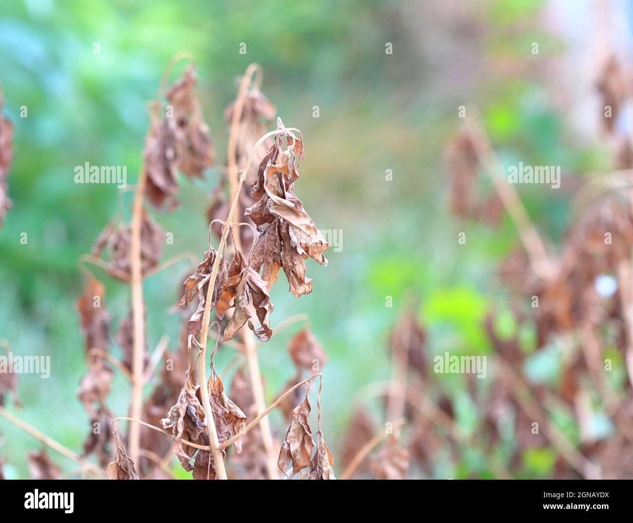The wither tree hi-res stock photography and images - Alamy