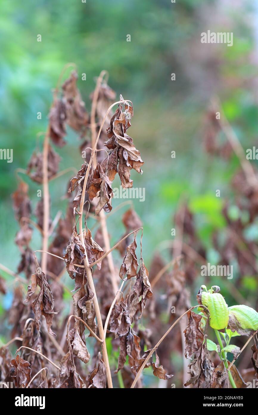 Dried Dead Brown Leaf Hanging from a Tree, Close Up Withered tree ...