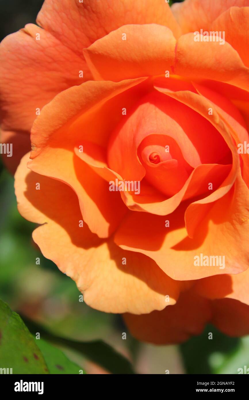 Bright orange rose flower growing in the sunny summer meadow Stock ...
