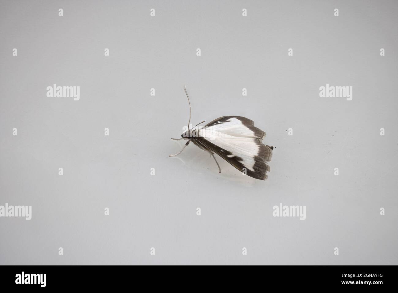 STACKED Box-tree Moth (Cydalima perspectalis) Norfolk UK GB June 2021 ...