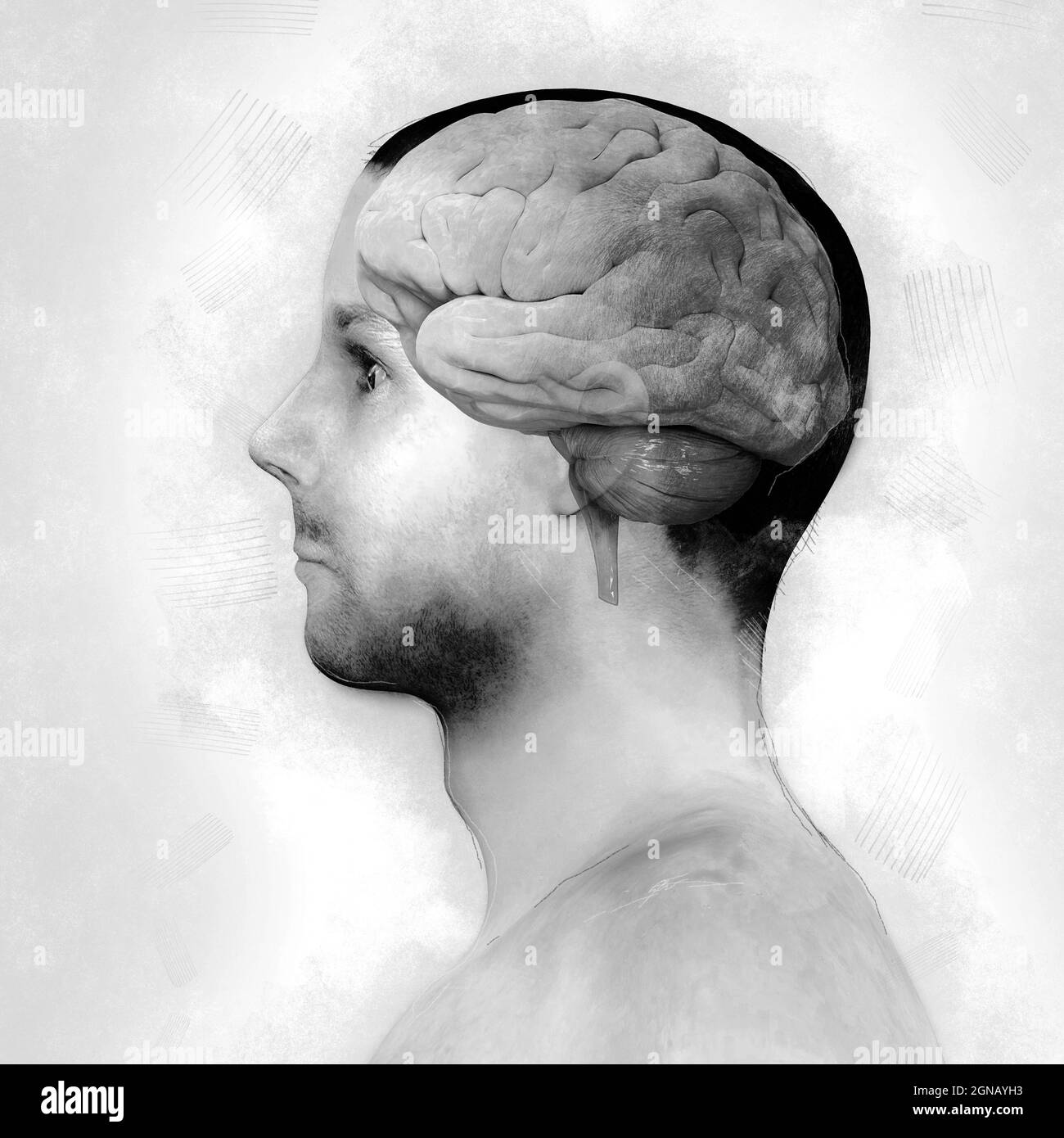Male anatomy of human brain, Concept of human intelligence with human ...