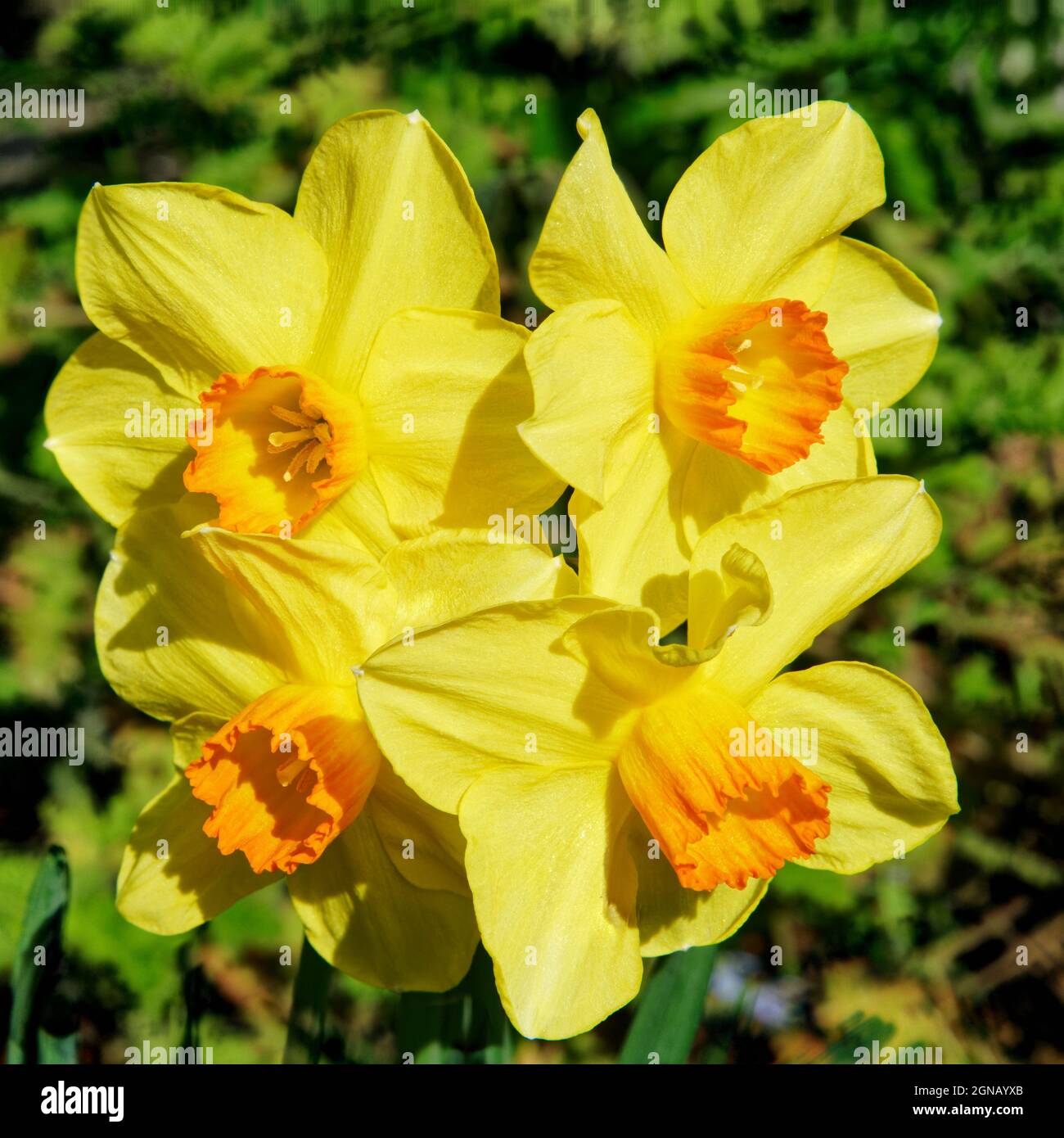 Group of four flowers hi-res stock photography and images - Alamy