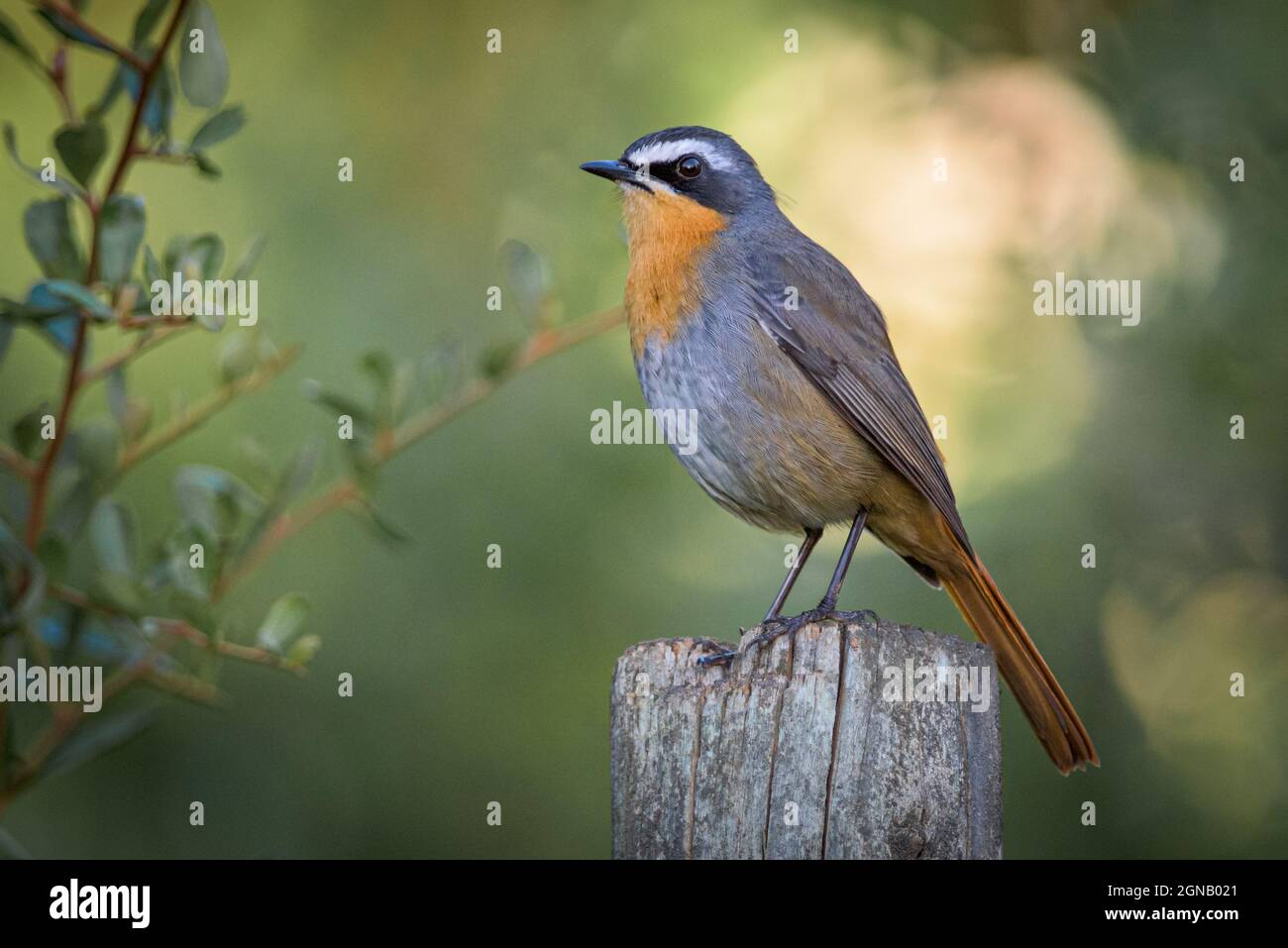 Cape Robin-chat (Cossypha caffra), Grahamstown/Makhanda, Eastern Cape ...