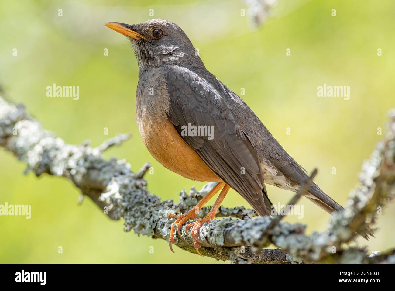 Olive Thrush (Turdus olivaceus), Grahamstown/Makhanda, Eastern Cape ...