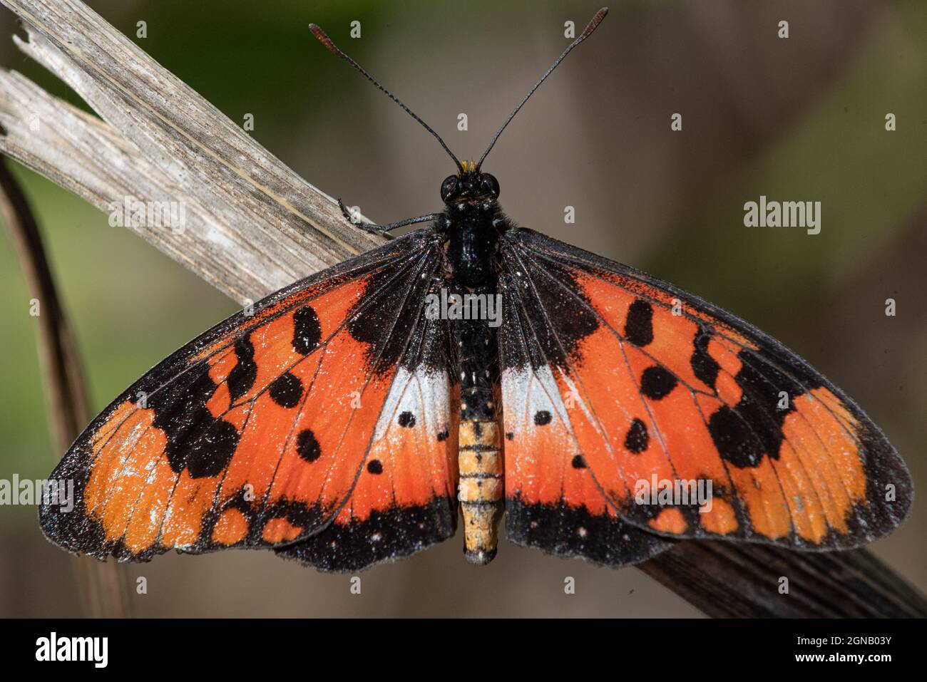 Acara hi-res stock photography and images - Alamy
