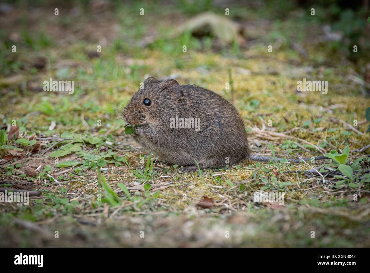 Otomys irroratus hi-res stock photography and images - Alamy
